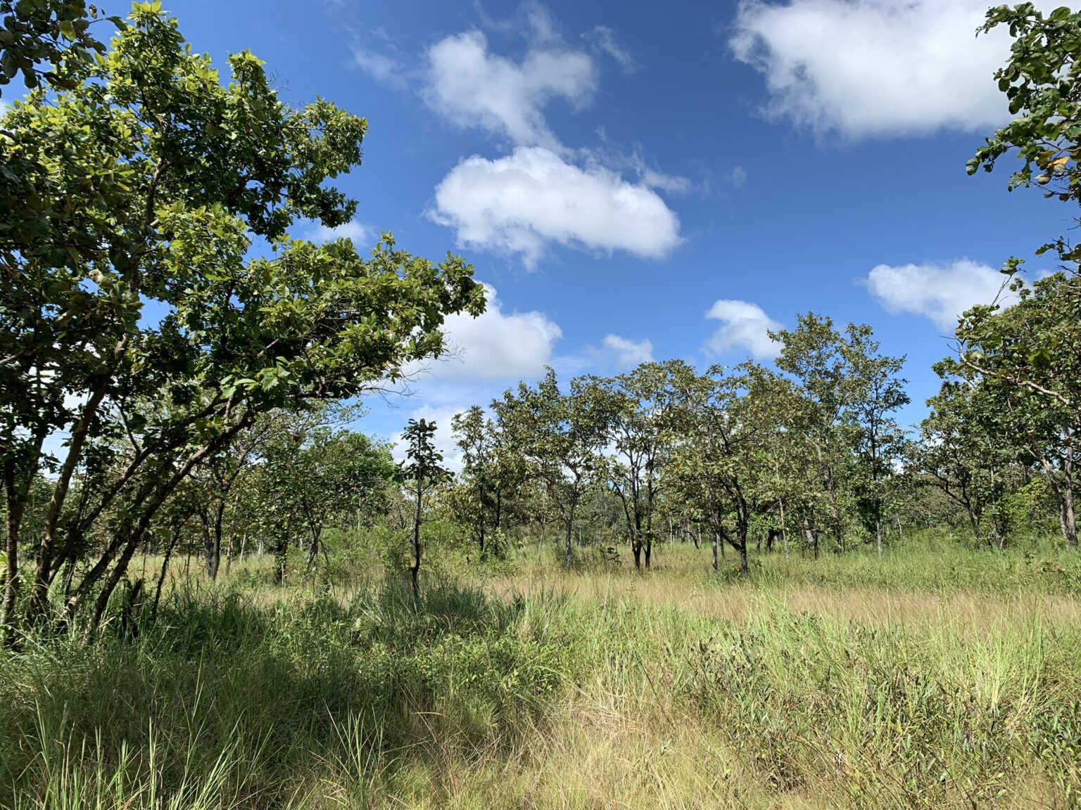 SDG Impact Japan, Vana and Nomura Securities join force to implement ...